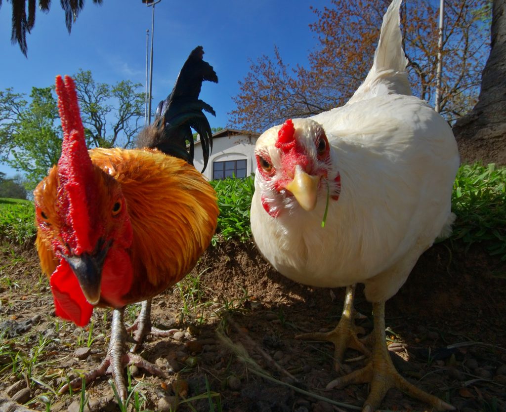 How to Stop Chickens From Pecking Each Other - Backyard Poultry